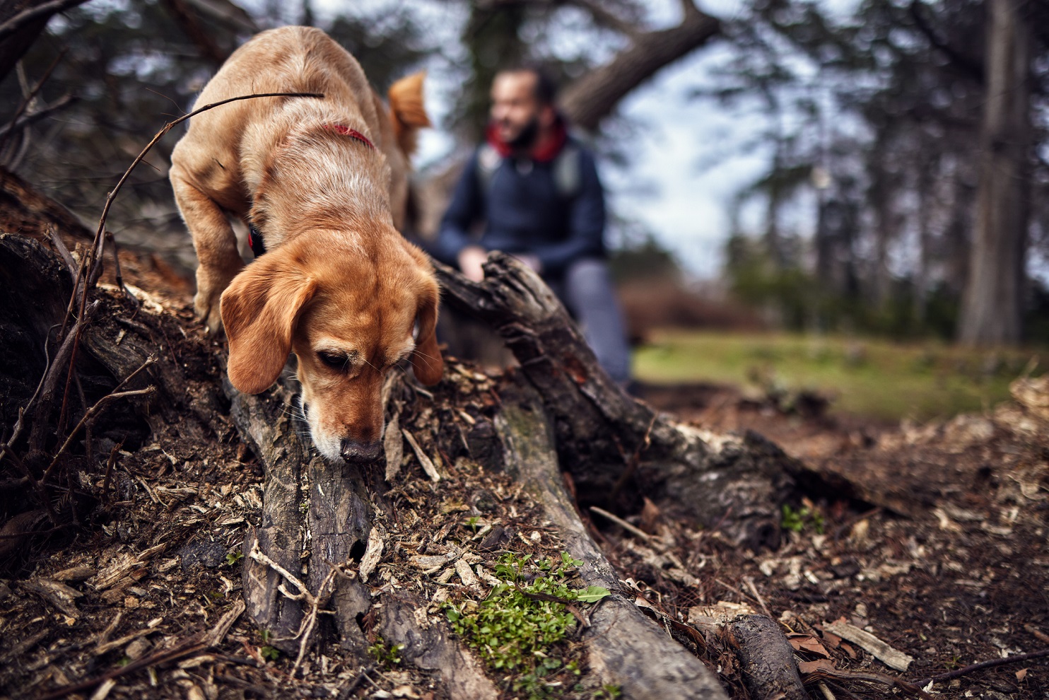 Flair & Mantrailing - Dico Dog